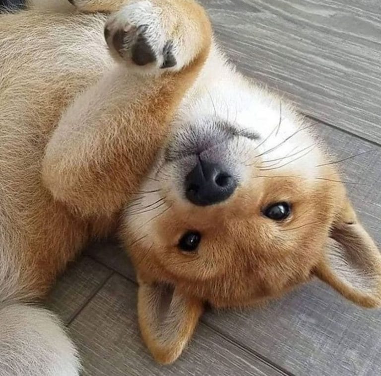 14 Amazing Pictures Of Shiba Inu That Are Just Too Cute - PetPress