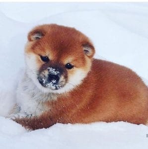 14 Shiba Inu Photos You Will Love - PetPress