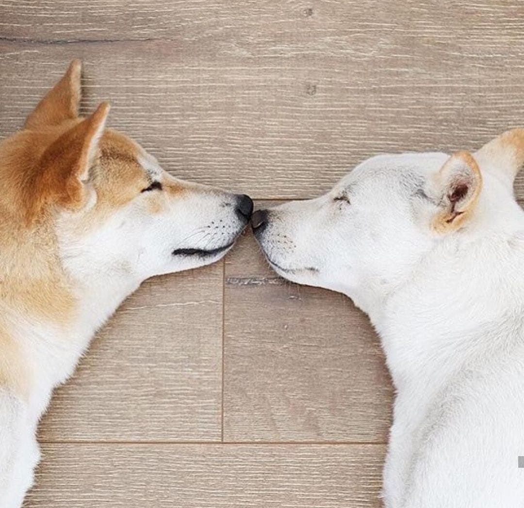 14 Reasons To Love Your Shiba Inu - PetPress