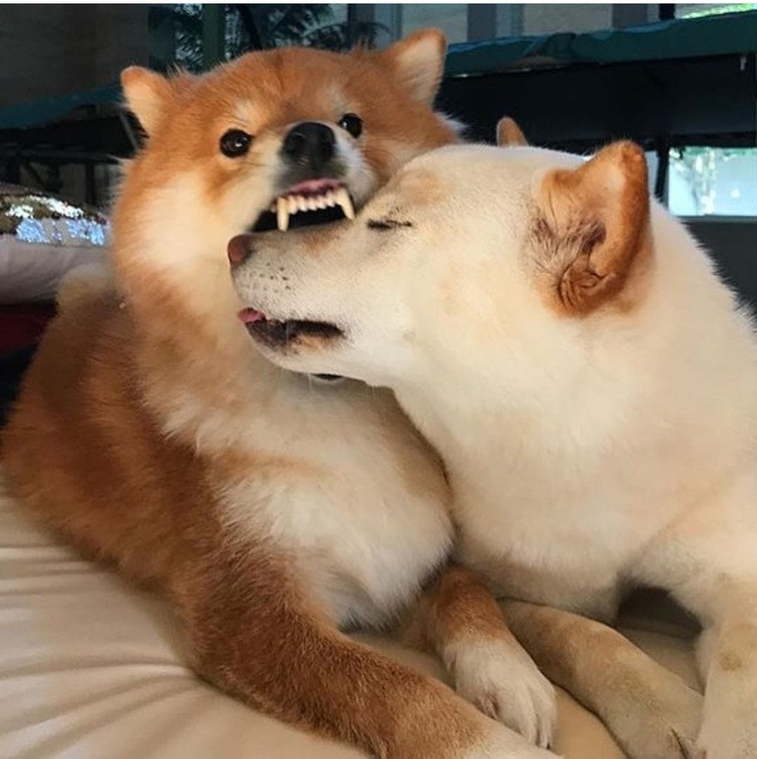 14 Shiba Inu Photos You Will Love - PetPress