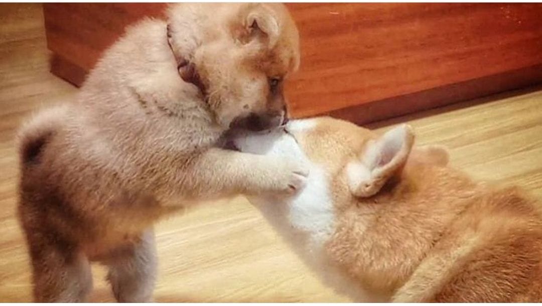 14 Reasons To Love Your Shiba Inu - PetPress