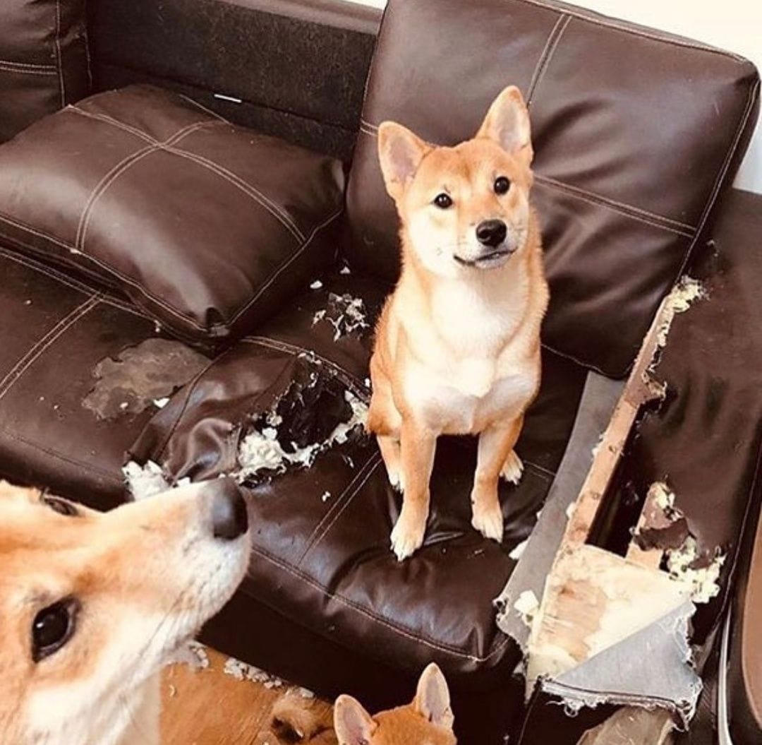 14 Shiba Inu Photos You Will Love - PetPress