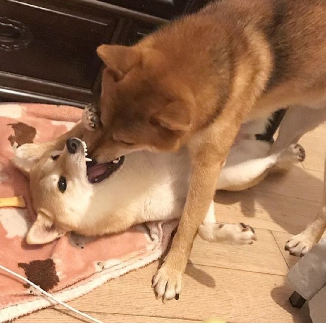 14 Reasons To Love Your Shiba Inu - PetPress