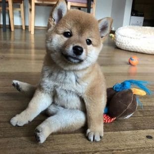 14 Pictures of Shiba Inu Proving That They Are The Best Friends Ever ...