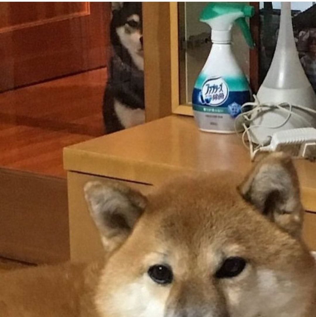 14 Pictures of Shiba Inu Proving That They Are The Best Friends Ever ...