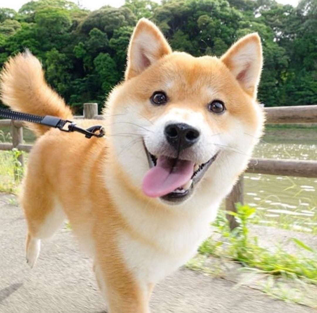 14 Pictures of Shiba Inu Proving That They Are The Best Friends Ever ...