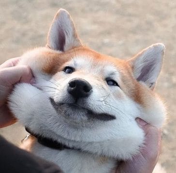 14 Pictures of Shiba Inu Proving That They Are The Best Friends Ever ...