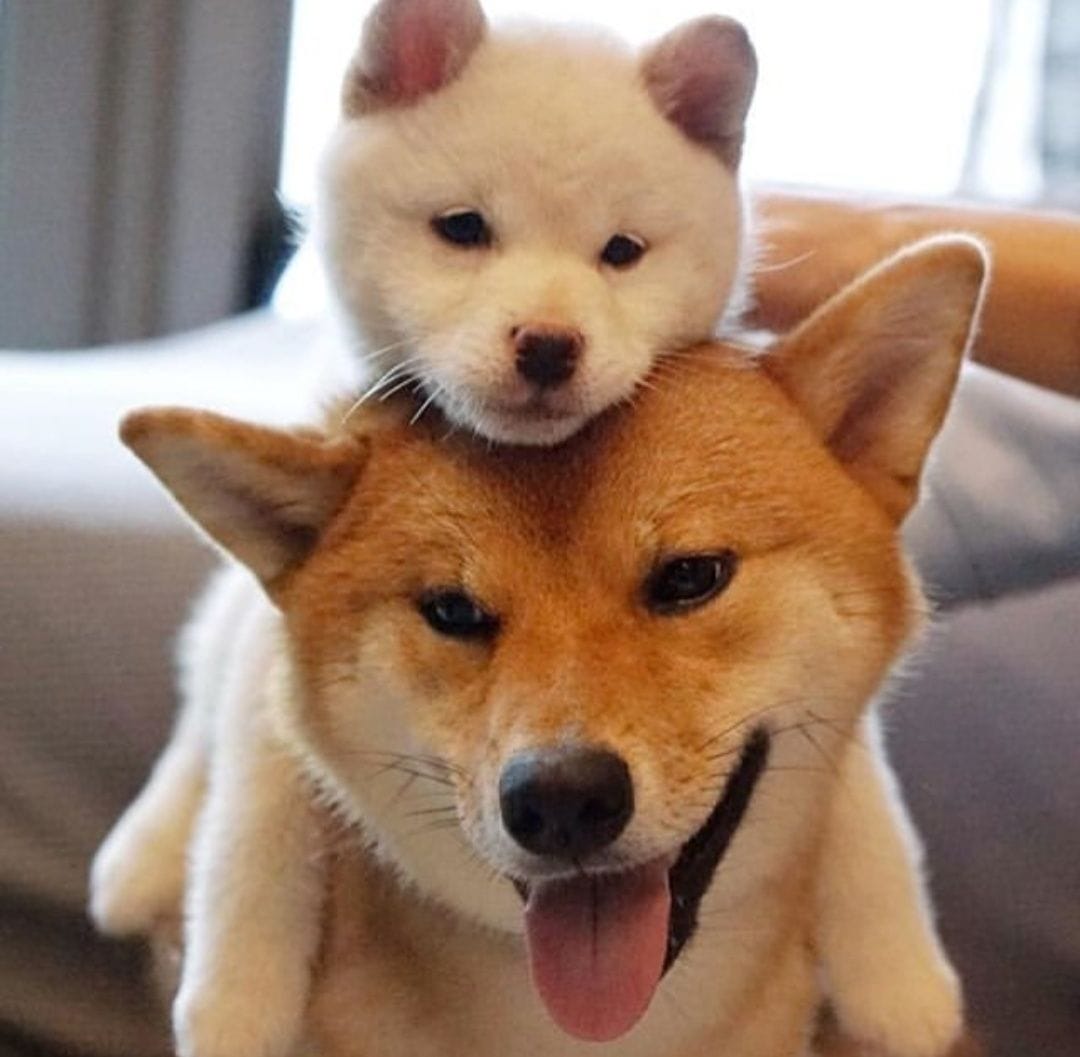 14 Pictures of Shiba Inu Proving That They Are The Best Friends Ever ...
