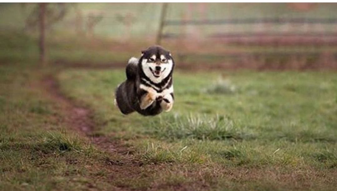 14 Pictures of Shiba Inu Proving That They Are The Best Friends Ever ...