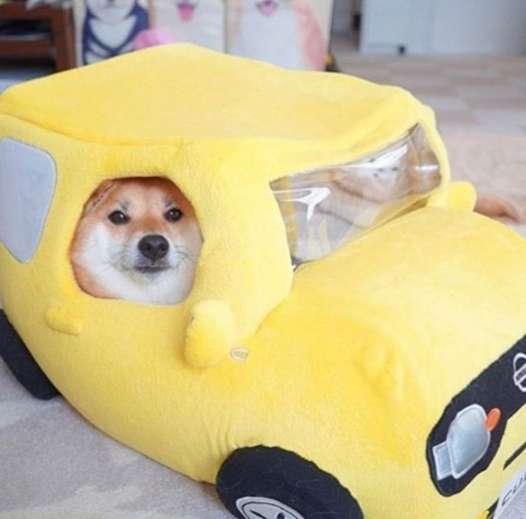 14 Pictures of Shiba Inu Proving That They Are The Best Friends Ever ...