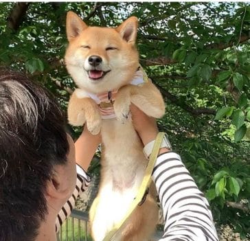 14 Pictures of Shiba Inu Proving That They Are The Best Friends Ever ...
