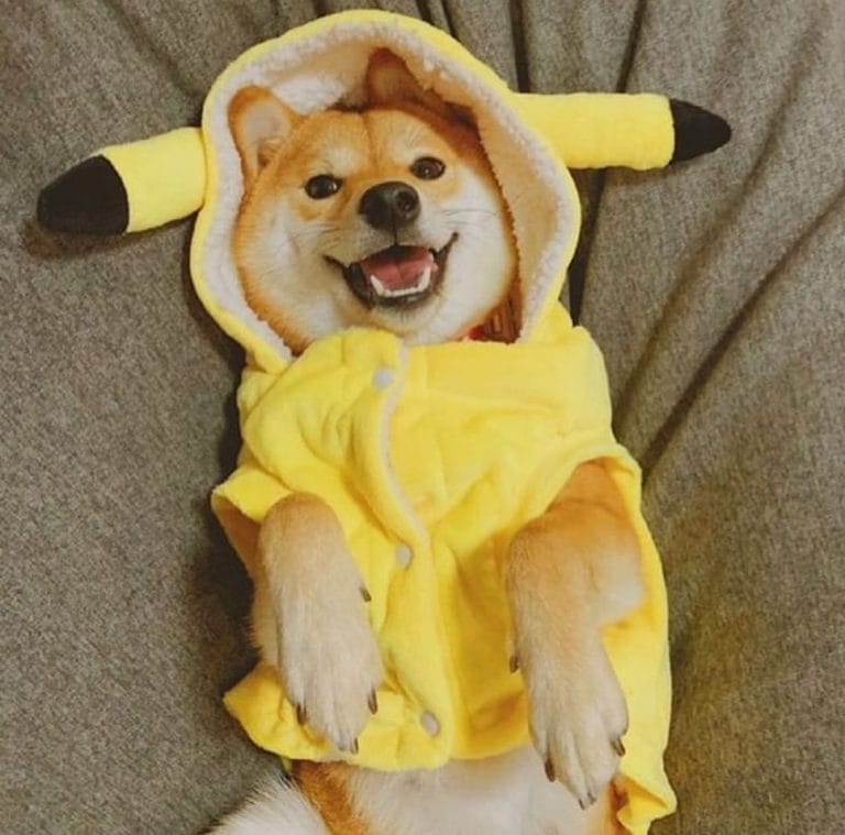 14 Pictures of Shiba Inu Proving That They Are The Best Friends Ever ...