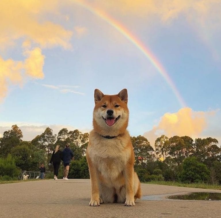 14 Pictures of Shiba Inu Proving That They Are The Best Friends Ever ...