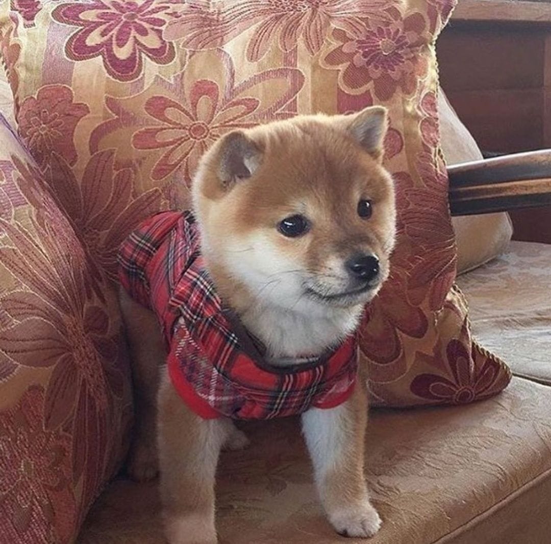 14 Pictures of Shiba Inu Proving That They Are The Best Friends Ever ...