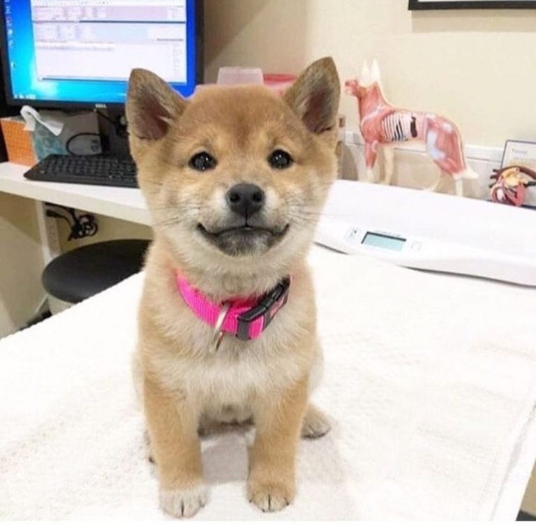 15 Funny Shiba Inu Pictures To Make Your Day - PetPress