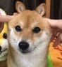 14 Funny Shiba Inu Memes That Will Make You Smile - PetPress