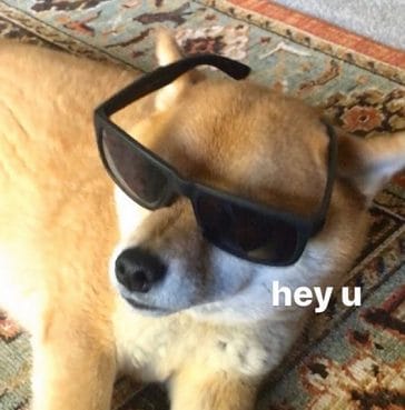 14 Funny Shiba Inu Memes That Will Make You Smile - Page 2 of 3 - PetPress
