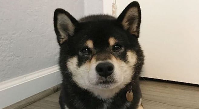 14 Pictures of Shiba Inu Proving That They Are The Best Friends Ever ...