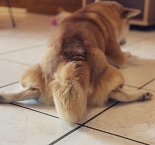 14 Funny Shiba Inu Memes That Will Make You Smile - PetPress