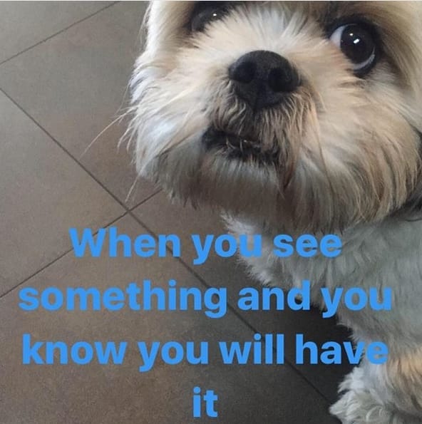 The 14 Funniest Shih Tzu Memes That Will Make You Laugh! - PetPress