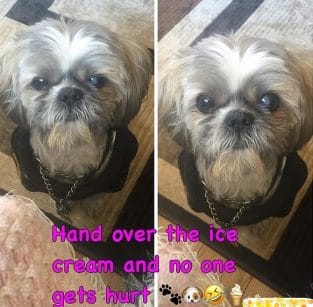 The 14 Funniest Shih Tzu Memes That Will Make You Laugh! - PetPress