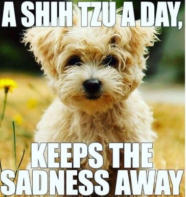 The 14 Funniest Shih Tzu Memes of All Times - PetPress