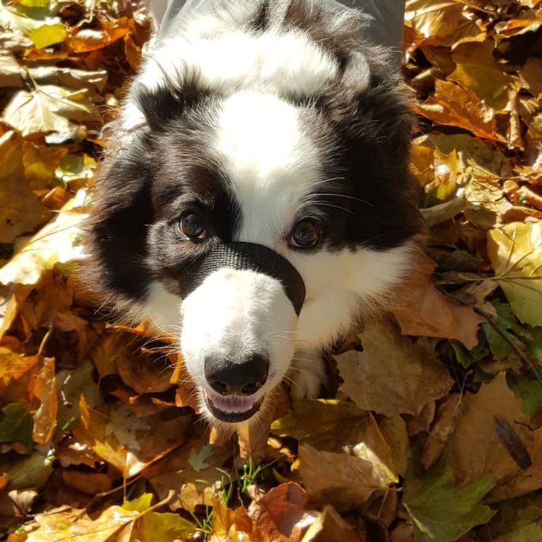 14 Interesting Facts About Border Collies - PetPress