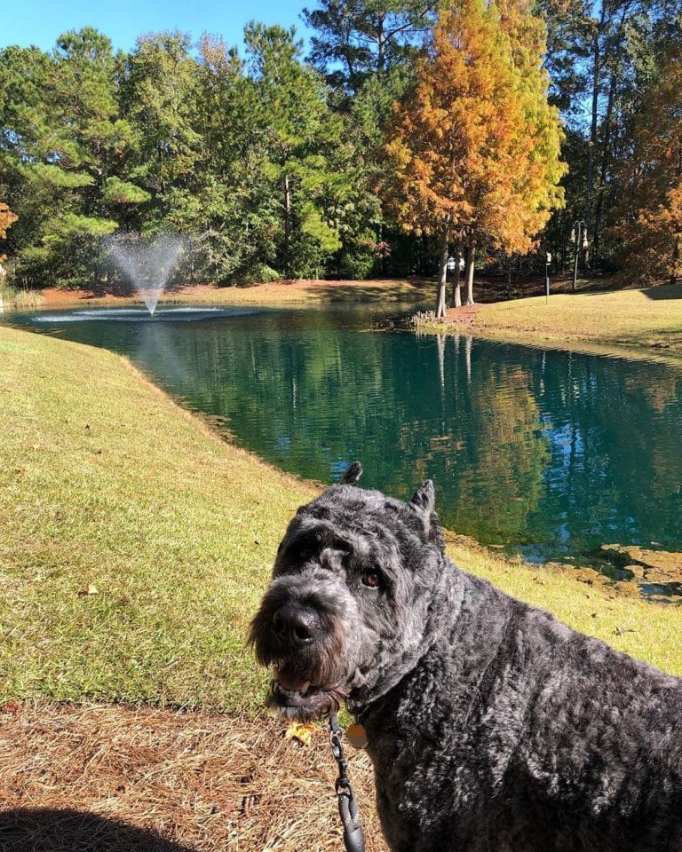 14 Magnificent Facts About Bouviers Des Flandres - PetPress