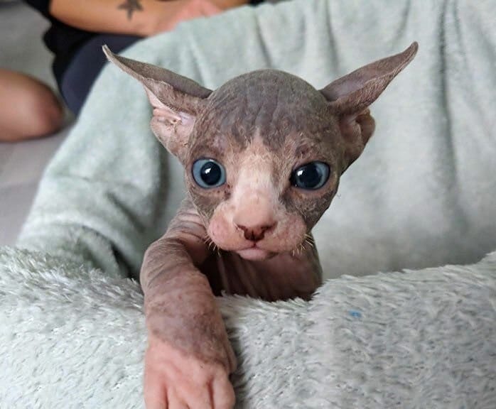 14 Photos Proving That Sphynx Cats Are Very Cute - PetPress