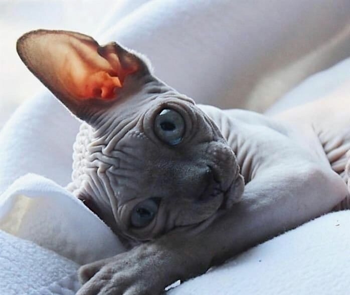 14 Photos Proving That Sphynx Cats Are Very Cute - PetPress