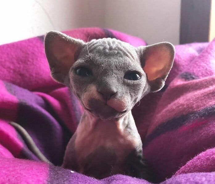 14 Photos Proving That Sphynx Cats Are Very Cute - PetPress