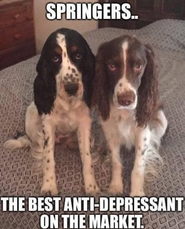 The 14 Funniest Springer Spaniel Memes of the Day! - Page 2 of 3 - PetPress