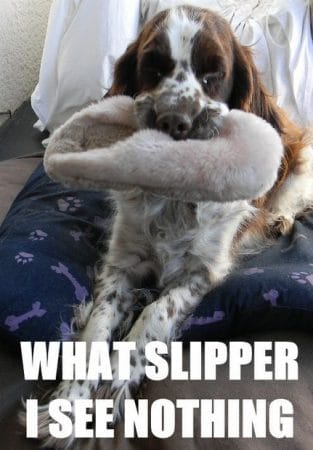 The 14 Funniest Springer Spaniel Memes of the Day! - Page 3 of 3 - PetPress