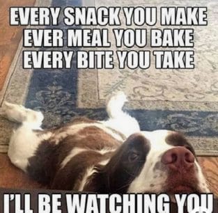 The 14 Funniest Springer Spaniel Memes of the Day! - PetPress