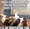 The 14 Funniest Springer Spaniel Memes of the Day! - PetPress