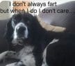 The 14 Funniest Springer Spaniel Memes of the Day! - PetPress