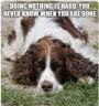 The 14 Funniest Springer Spaniel Memes of the Day! - PetPress