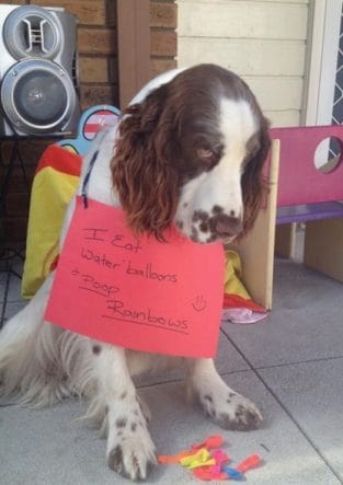 The 14 Funniest Springer Spaniel Memes of the Day! - PetPress