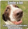The 14 Funniest Springer Spaniel Memes of the Day! - PetPress