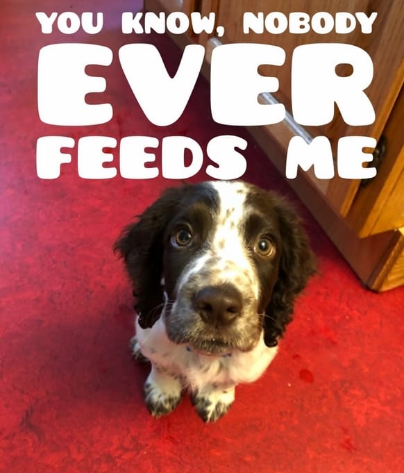 The 14 Funniest Springer Spaniel Memes of the Day! - Page 2 of 3 - PetPress
