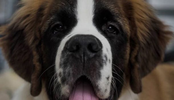 14 Facts About Massive And Huge Saint Bernards - Page 2 of 4 - PetPress