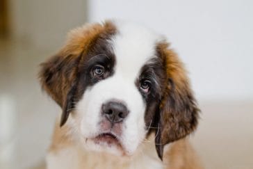 14 Big Facts About St. Bernards - PetPress