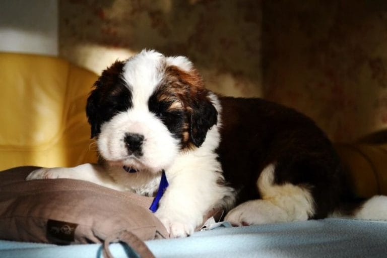 14 Big Facts About St. Bernards - PetPress