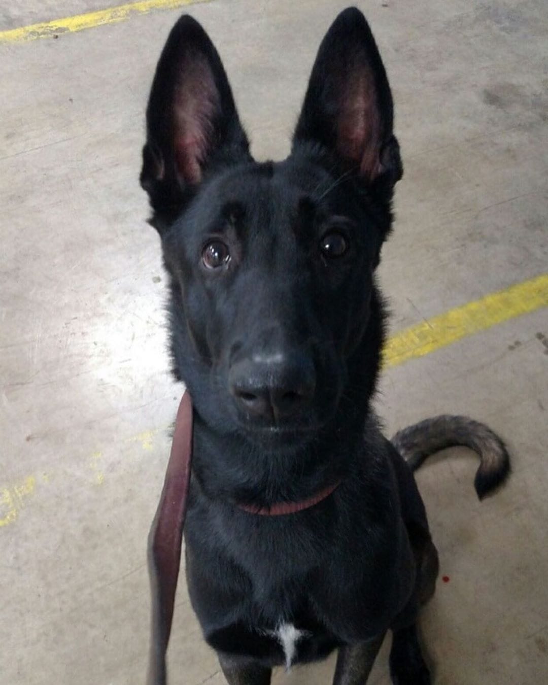 14 Amazing Facts About Belgian Malinois - PetPress