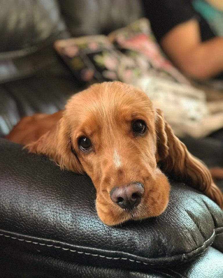 14 Facts About English Cocker Spaniels - Page 2 of 4 - PetPress