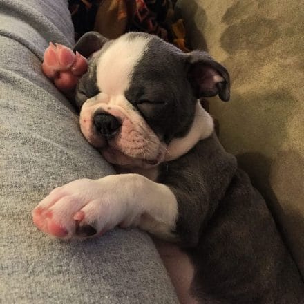 14 Adorable Facts About Boston Terriers - PetPress