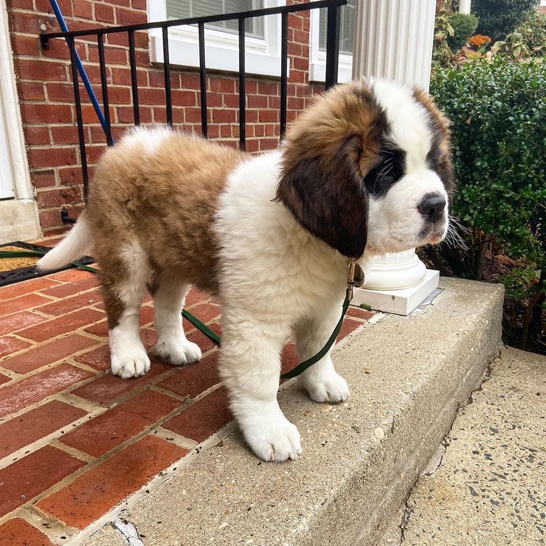 14 Facts About Massive And Huge Saint Bernards - PetPress