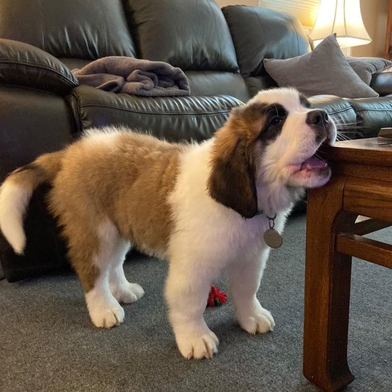 14 Facts About Massive And Huge Saint Bernards - PetPress