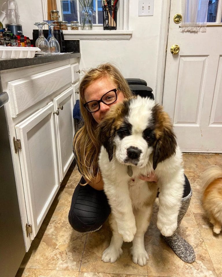 14 Facts About Massive And Huge Saint Bernards - PetPress