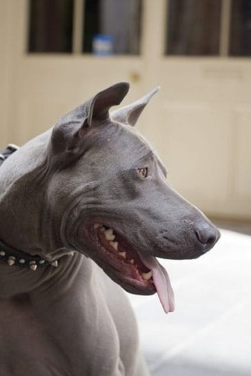 15 Interesting Facts About Thai Ridgebacks - Page 2 of 3 - PetPress